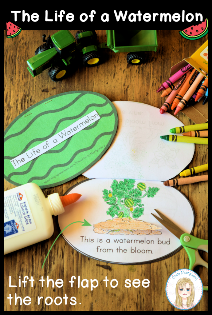 The Life of a Watermelon | Every Day Is The Weekend