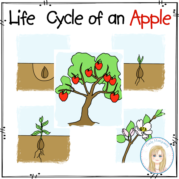 Life Cycle of an Apple Printables and Activities | Every Day Is The Weekend