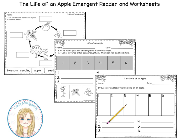 Life Cycle of an Apple Printables and Activities | Every Day Is The Weekend